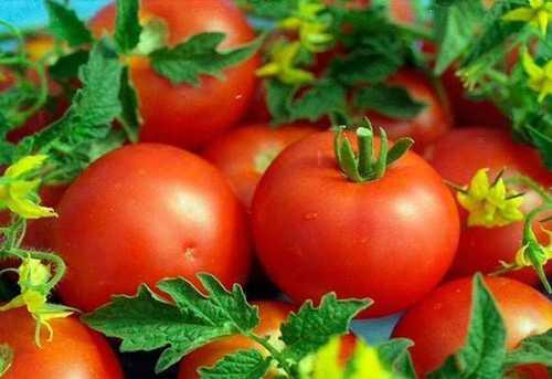 Саженцы томатов «Белый налив»