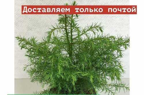 Криптомерия Элеганс Виридис