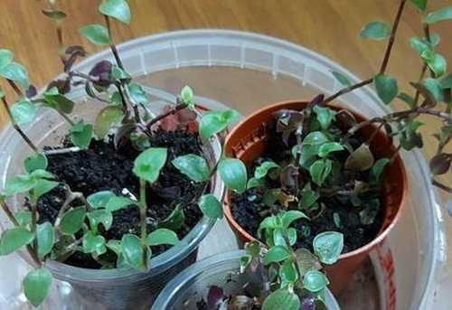 Растения для флорариума