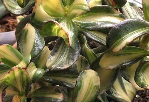 Продам Crassula Return of Beauty(Mikaery Bijin)