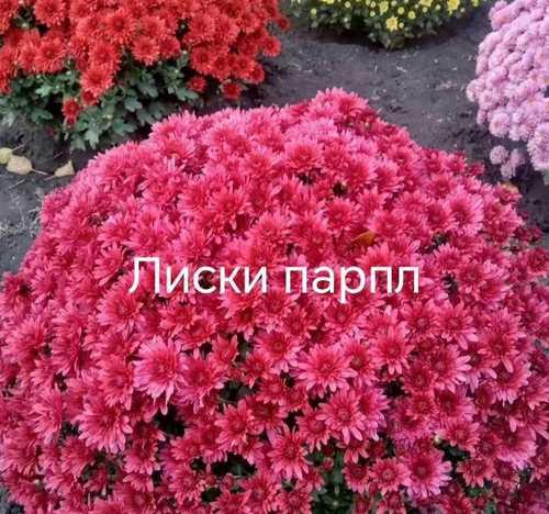 Хризантема мультифлора