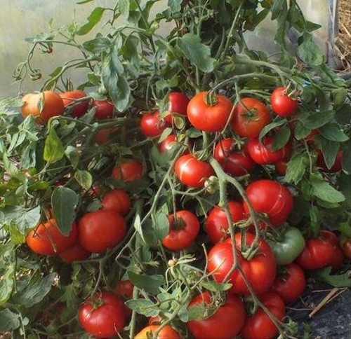 Высокоурожайный томат для ленивых: посадил и забыл
