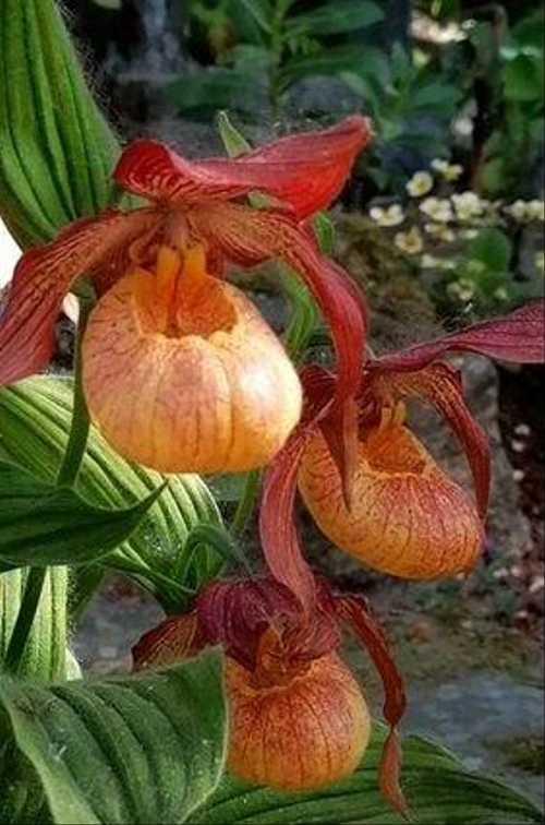 Циприпедиум-холодостойкая орхидея для сада