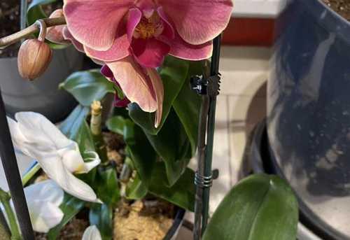 Нарбона Орхидея фаленопсис детка