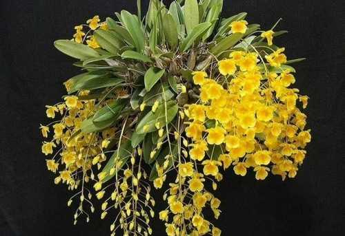 Орхидея Дендробиум Линдли (Den.Lindleyi )