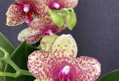 Орхидея фаленопсис Гроссето