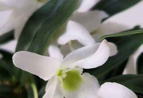 Орхидея дендробиум Wild Baby 'Green Eye' цветущий