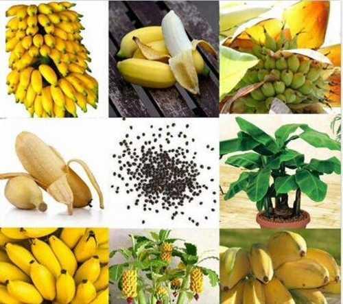Банан карликовый - Семена 10 шт