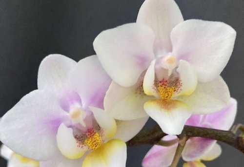 Орхидея ароматная Fragrance tricolour