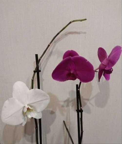 Орхидея фаленопсис, крупные