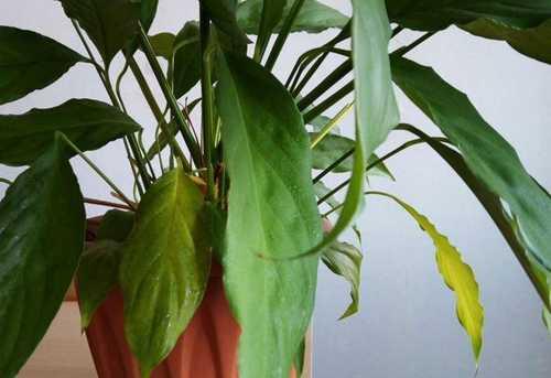 Комнатные растения:спатифиллум, олеандр