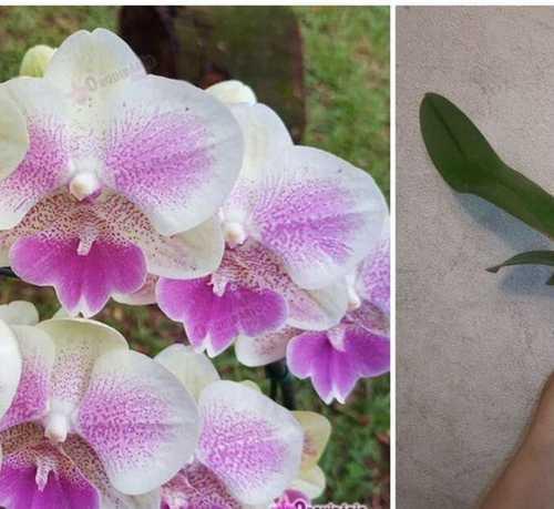Орхидея фаленопсис биг лип Азия нецветущие