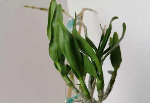 Продам орхидею дендробиум Dendrobium nobile