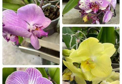 Орхидея тейбл