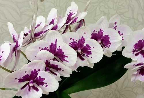 Орхидея фаленопсис биг лип Аладдин