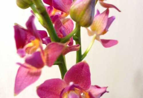 Орхидея фаленопсис бабочка-трилипс