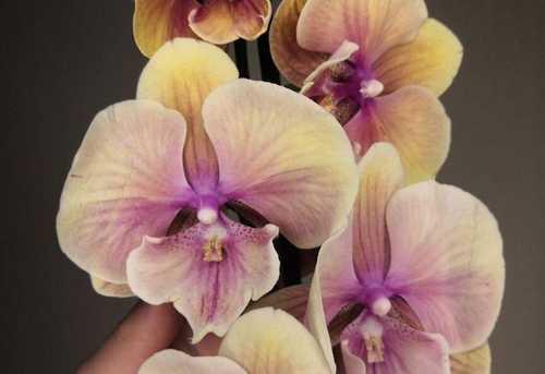 Орхидея фаленопсис Биг лип Персиковый