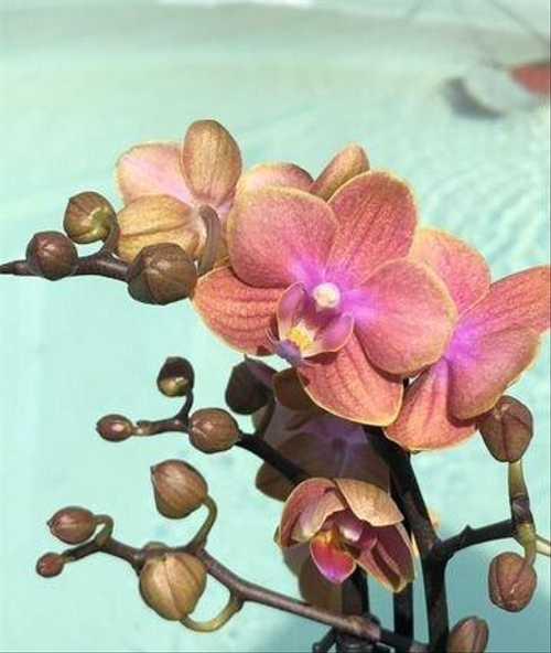 Орхидея фаленопсис парфюмерная фабрика Дасти бель