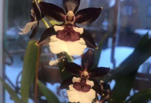 Орхидея Кампанаба Камбрия