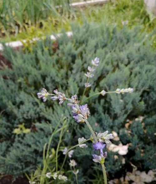Можжевельник горизонтальный Принц Уэльский