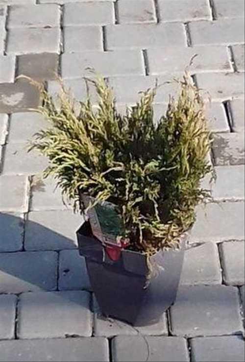 Растение Можжевельник (Juni Ho Andorra Comp)