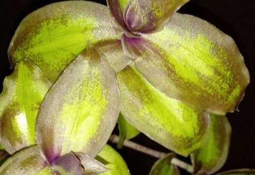 Комнатное растение Callisia Сongesta
