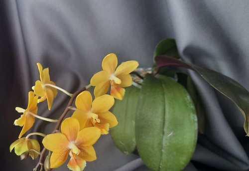 Ароматная орхидея жёлтый шоколад