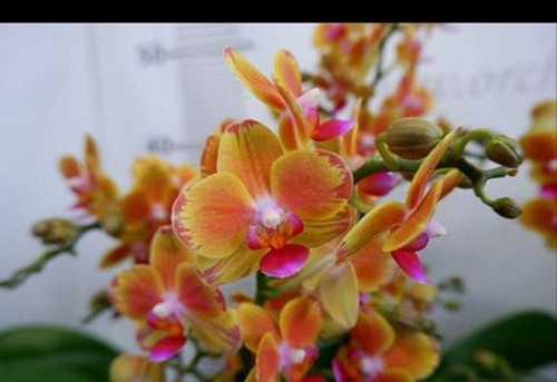 Орхидея Phalaenopsis Лимпопо "желтая интрига"