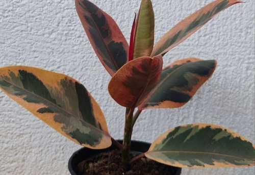 Фикус эластика Белиз / Ficus elastica cv. Belize