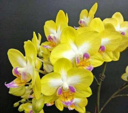 Орхидея фаленопсис Сладкая Девочка