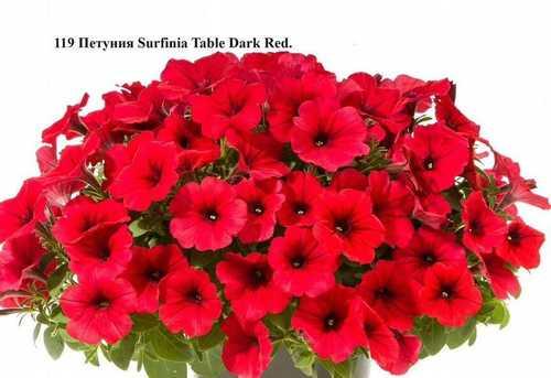 119 Петуния вегетативная Surfinia Table Dark Red