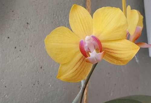 Орхидея фаленопсис Lucky Kat
