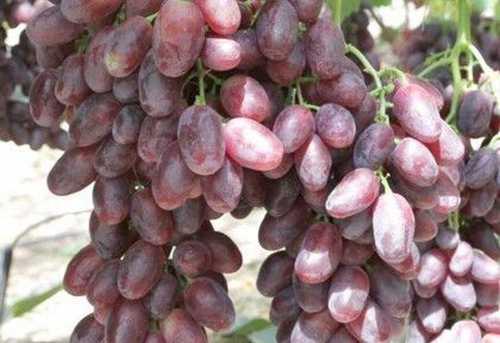 Саженцы-черенки винограда Румейка