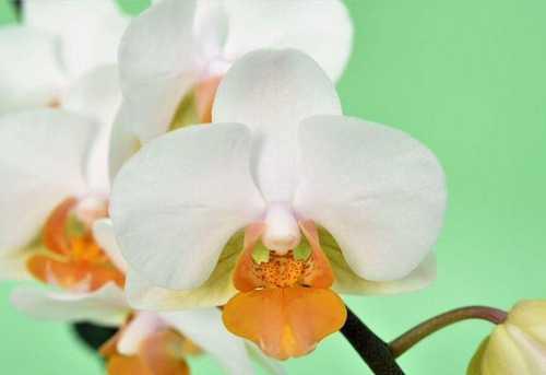 Орхидея Phal. YH0971