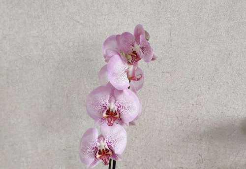 Орхидея фаленопсис Сого даймонд