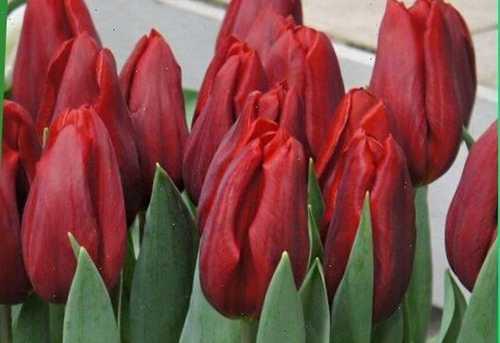 Очень красивые тюльпаны к 8 марта