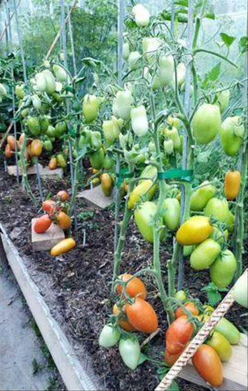 Семена томатов сорта Сливки из Подмосковья