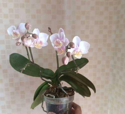 Сортовые Орхидеи фаленопсис