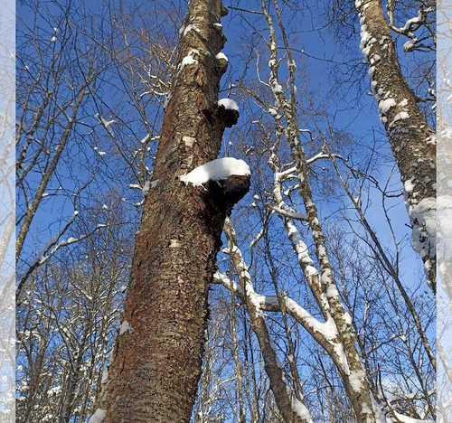 Чага. Березовый гриб