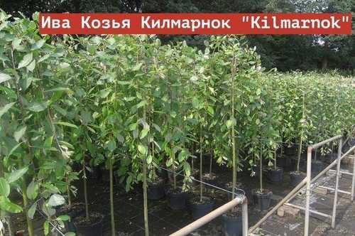 Ива Козья Килмарнок Kilmarnok С7,5 St-120 см