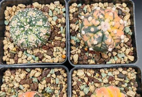 Astrophytum asterias variegata