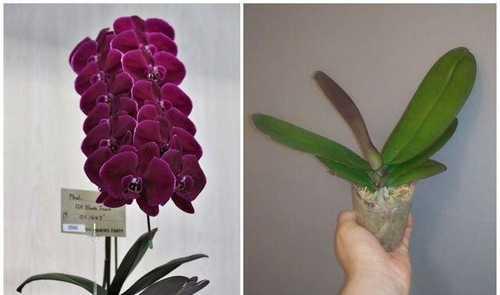 Орхидея азиатские подростки не цветут