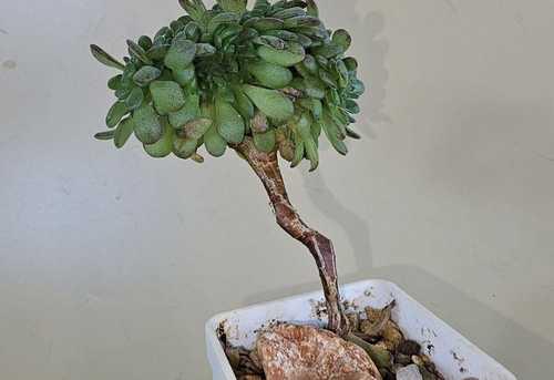 Aeonium sedifolium