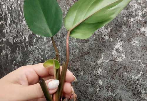 Комнатное растение: спатифиллум, филодендрон