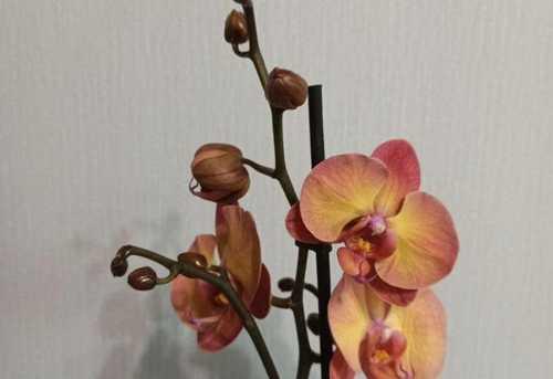 Орхидея фаленопсис Пожар