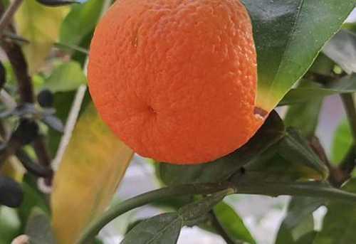 Горький апельсин - померанец