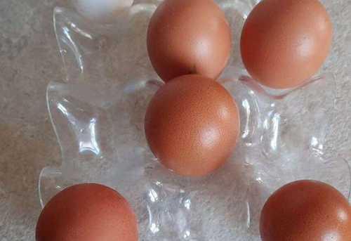 Подставка для яиц в холодильник