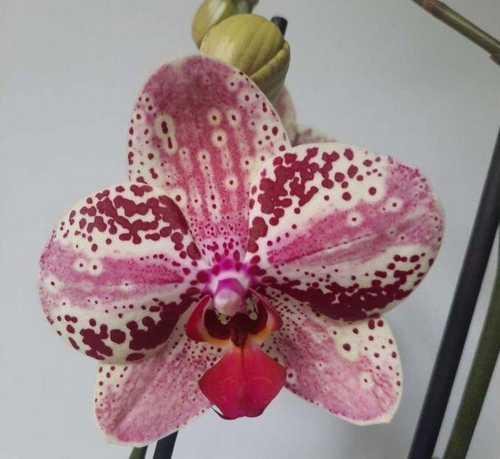 Орхидея фаленопсис Фронтера