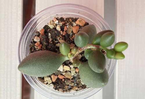 Суккуленты Адромискус Adromischus