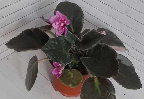 Молодая сортовая фиалка "Kris"(цветет) розовая